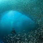 Oslob Whale Shark Snorkeling & Pescador & Sardine Run & Turtle - Who Will Love This Tour?