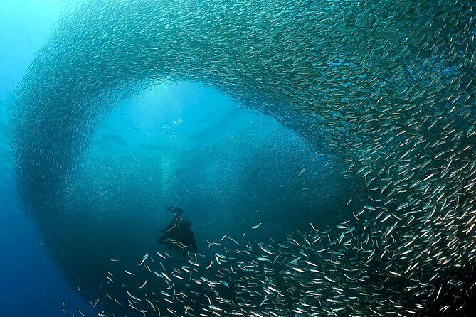 Oslob Whale Shark Snorkeling & Pescador & Sardine Run & Turtle - Who Will Love This Tour?