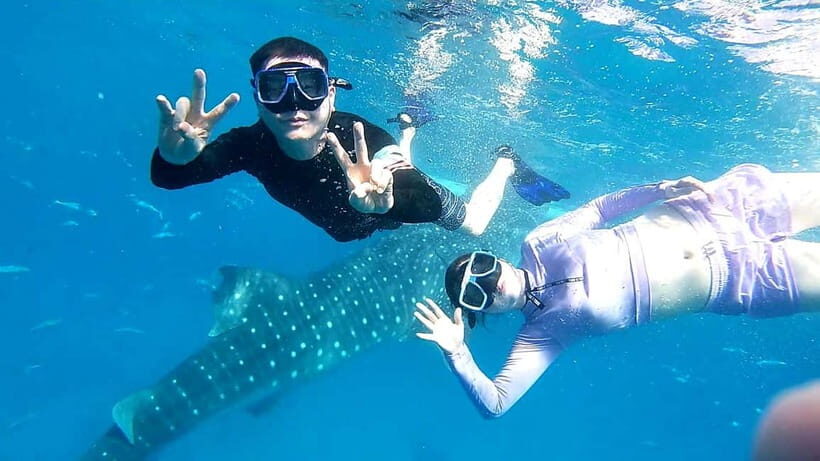 Oslob: Whale Shark Swim & Aguinid Falls Adventure Tour - What Makes This Tour Special