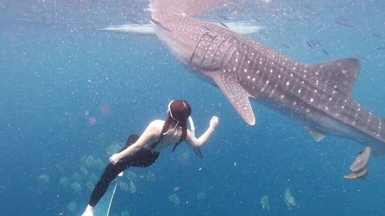 Oslob: Whale Shark Swim & Snorkeling Experience Tour - The Value of the Experience