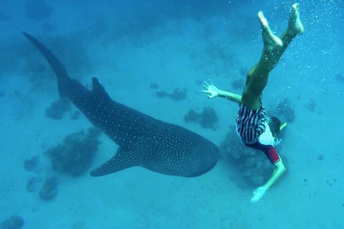 Oslob Whale Shark Watching - Authentic Experiences and Traveler Feedback