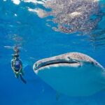 Oslob Whaleshark & Kawasan Falls Tour - FAQs