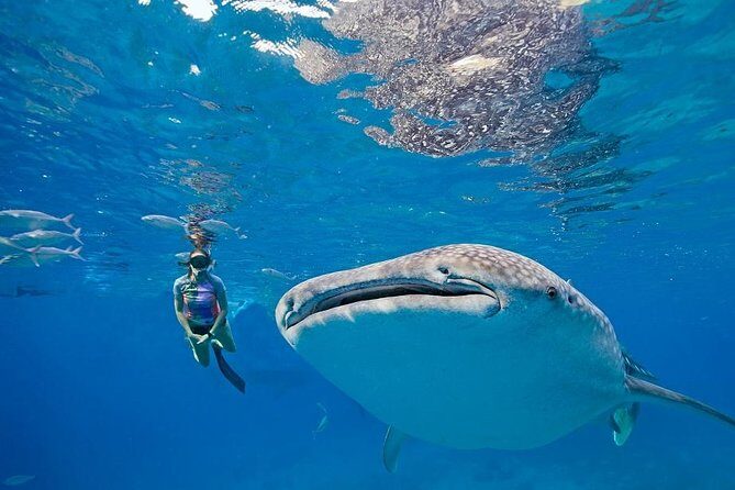 Oslob Whaleshark & Kawasan Falls Tour - FAQs