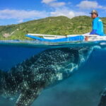 Oslob Whaleshark Watching & Tour in Cebu - Who Will Love This Tour?