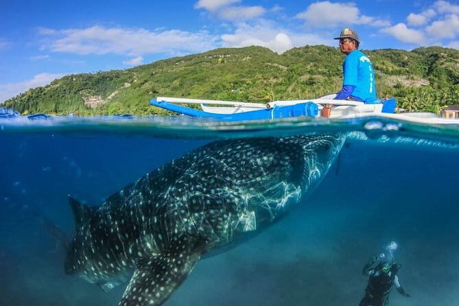 Oslob Whaleshark Watching & Tour in Cebu - Who Will Love This Tour?