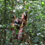 Overnight Trekking Adventure in Ketambe - What Makes This Tour Special?