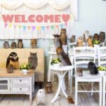 Owl Cafe Tokyo Akiba Fukurou - Why the Reviews Keep Coming Back Happy