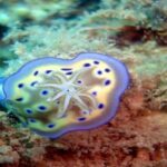 PADI Advanced Open Water Diver Course - Transportation, Timing, and Group Details