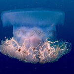 PADI Advanced Open Water Diver Course - The Itinerary: What You Can Expect Day by Day