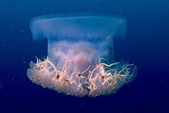 PADI Advanced Open Water Diver Course - The Itinerary: What You Can Expect Day by Day