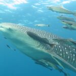 PADI Advanced Open Water Diver course Two days one night included accommodation - The Sum Up