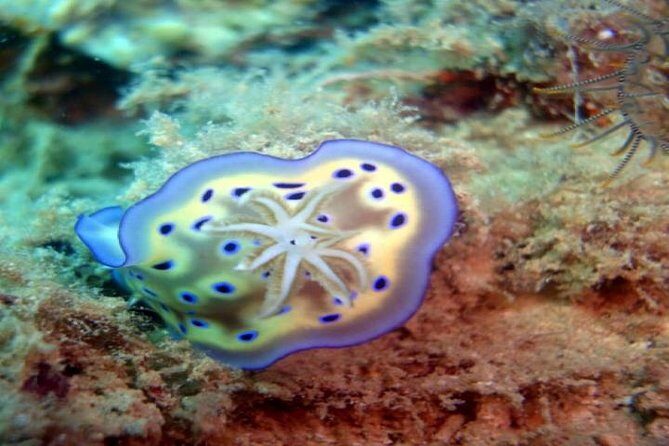 PADI Advanced Open Water Diver Course - Transportation, Timing, and Group Details