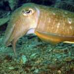 PADI Discover Scuba 3 Times Diving Phuket - Final Thoughts