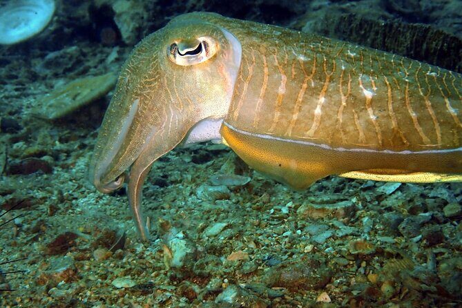 PADI Discover Scuba 3 Times Diving Phuket - Final Thoughts