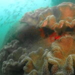 PADI Rescue Diver - What to Expect from the PADI Rescue Diver Course