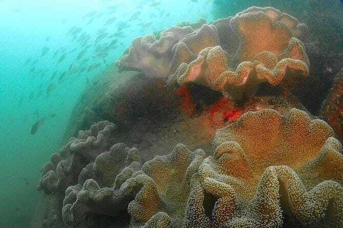 PADI Rescue Diver - What to Expect from the PADI Rescue Diver Course