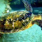 PADI Scuba Lesson and Shore Dive in Maui - The Sum Up