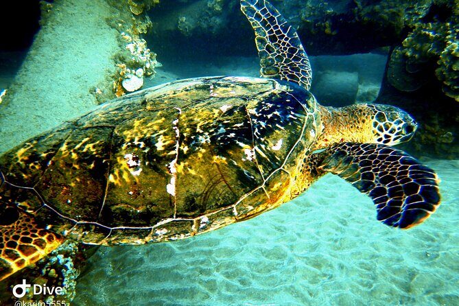 PADI Scuba Lesson and Shore Dive in Maui - The Sum Up