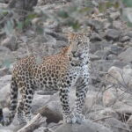 Panna National Park and Tiger Reserve Jeep Safari from Khajuraho - What You Can Expect to See and Experience