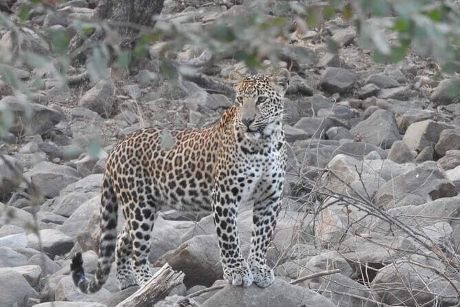 Panna National Park and Tiger Reserve Jeep Safari from Khajuraho - What You Can Expect to See and Experience