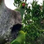 Paradise Bundala Safari Tours - Who Will Benefit Most from This Tour?