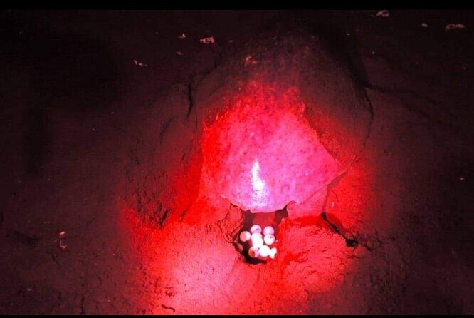 Paradise Turtle Watching Tours - What the Tour Includes & Excludes