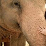 Pattaya: Elephant Jungle Sanctuary Feeding Experience - What Makes This Tour Special?