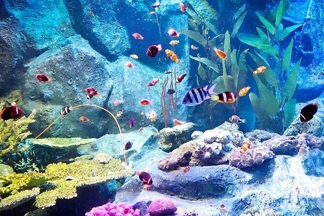 PATTAYA: Join Tour Under Water World Pattaya - How the Experience Comes Together: Pros and Cons