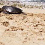 Pearl Harbor, Dole, N.Shore luxury group priced Customizable tour - What Makes This Tour Stand Out?