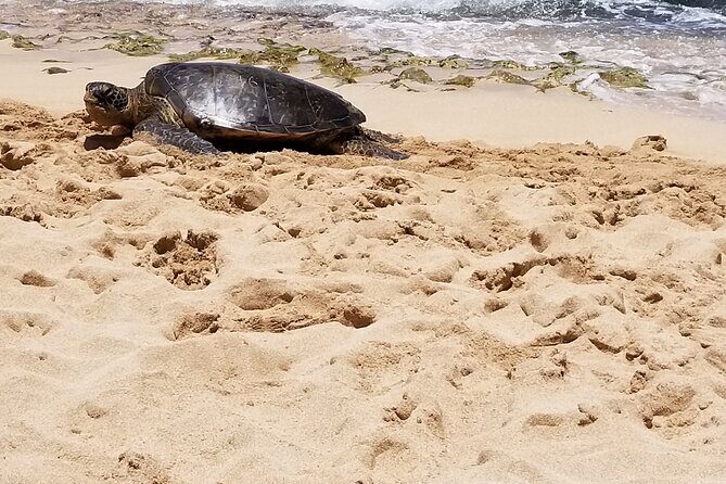 Pearl Harbor, Dole, N.Shore luxury group priced Customizable tour - What Makes This Tour Stand Out?