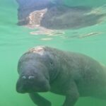 Pedal Kayak Mangrove Tunnel Tour in Bradenton - Why This Tour Stands Out