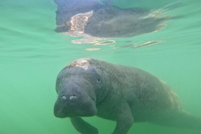 Pedal Kayak Mangrove Tunnel Tour in Bradenton - Why This Tour Stands Out