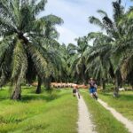 Penang Countryside Cycling Tour. PPA2 by Matahari - Possible Drawbacks to Consider