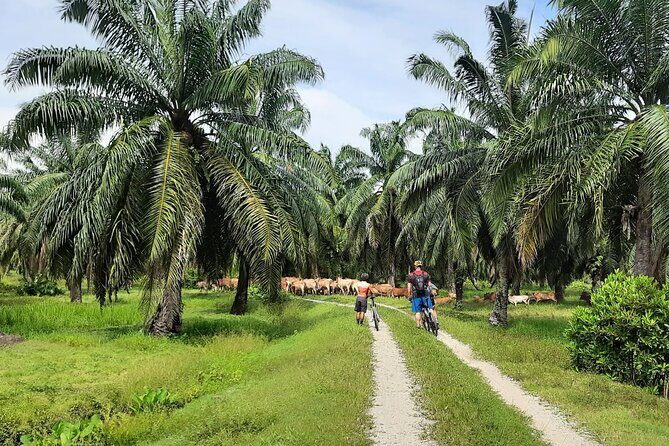 Penang Countryside Cycling Tour. PPA2 by Matahari - Possible Drawbacks to Consider