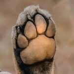 Pench National Park Safari with Transfers from Nagpur - Who Should Consider This Tour?