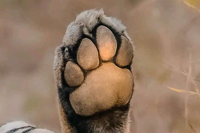 Pench National Park Safari with Transfers from Nagpur - Who Should Consider This Tour?