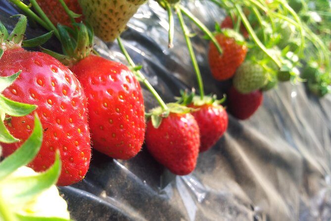 [Perfect Private Tour] Strawberry Farm & Nami Island & Lunch - Why This Tour Offers Good Value
