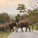 Pete City Walk - Who Will Love the Pete City Walk?