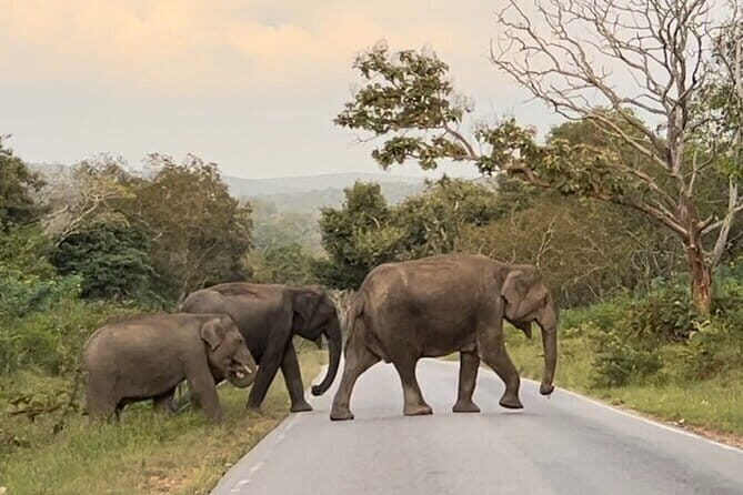 Pete City Walk - Who Will Love the Pete City Walk?