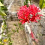 Phantom cafe tour in the Shuri by e-bike - Detailed Breakdown of the Itinerary