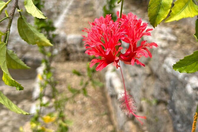 Phantom cafe tour in the Shuri by e-bike - Detailed Breakdown of the Itinerary