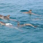 Phi Phi, Maiton, Khai Island Sunset Romantic Trip By Phuket Seahorse Marine - Final Thoughts