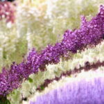 Photogenic Kawachi Wisteria Garden Day Private Tour from Fukuoka - Why This Tour Offers Good Value