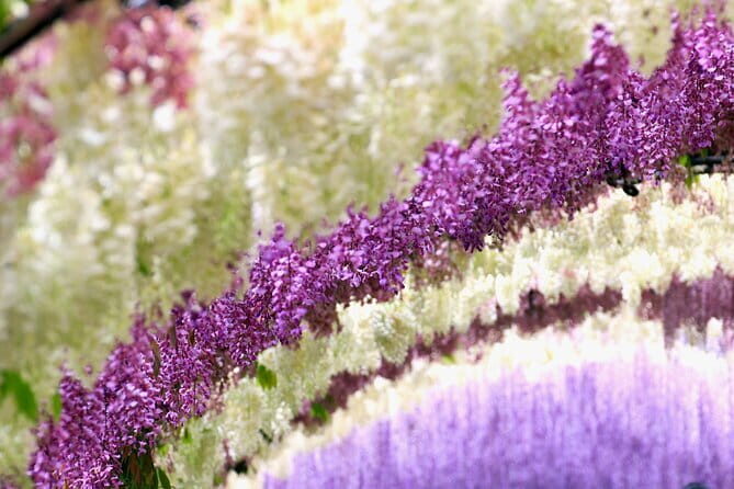 Photogenic Kawachi Wisteria Garden Day Private Tour from Fukuoka - Why This Tour Offers Good Value