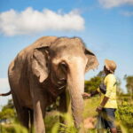 Phuket: Bukit Elephant Park Sanctuary Walk and Feed Tour - Analyzing the Value