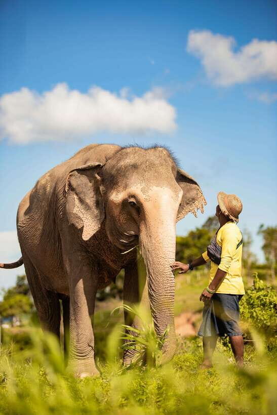Phuket: Bukit Elephant Park Sanctuary Walk and Feed Tour - Analyzing the Value