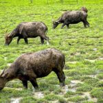 Phuket Coast To Coast E-Bike Tour - The Ride Experience