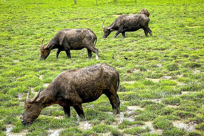 Phuket Coast To Coast E-Bike Tour - The Ride Experience