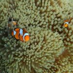 Phuket Dolphin Quest: Racha & Maiton Island Expedition - How the Itinerary Unfolds