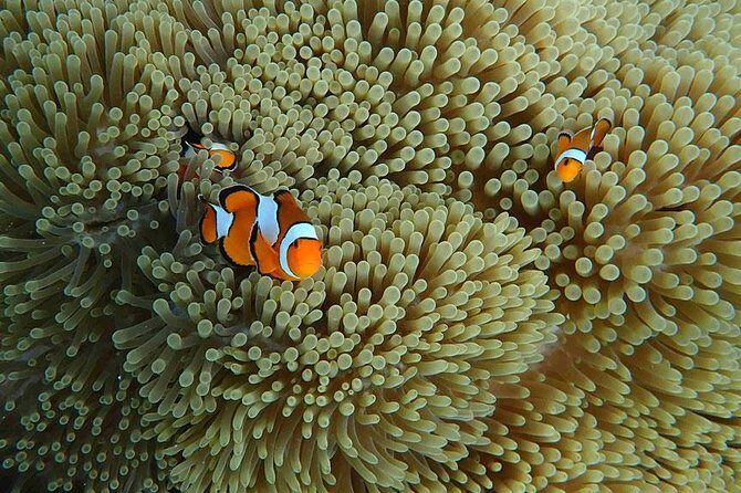 Phuket Dolphin Quest: Racha & Maiton Island Expedition - How the Itinerary Unfolds